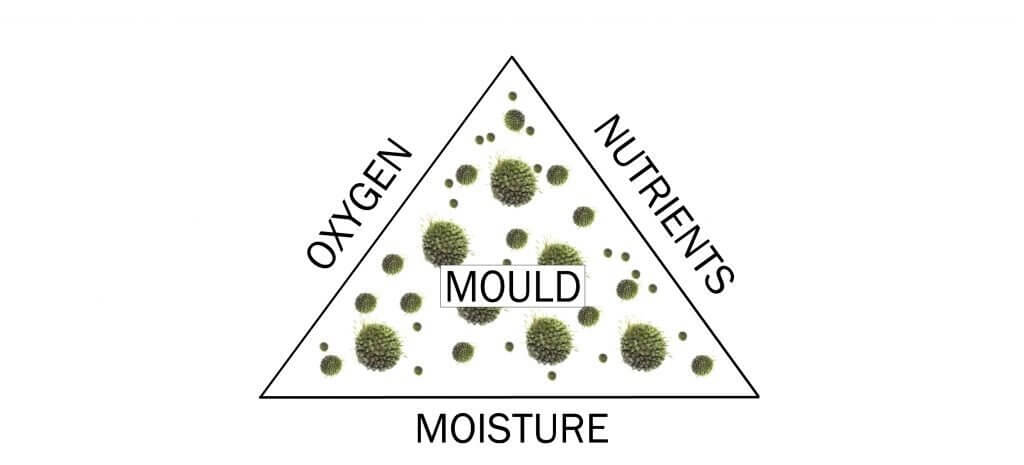 Removing Mould - DIY or Hire a Pro? | Restoration Specialists